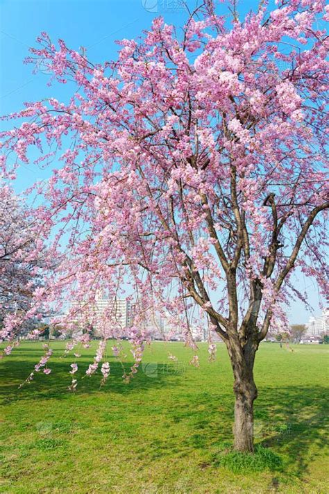 樱花日本垂直画幅美樱桃无人户外花见节植物风景素材 花瓣网