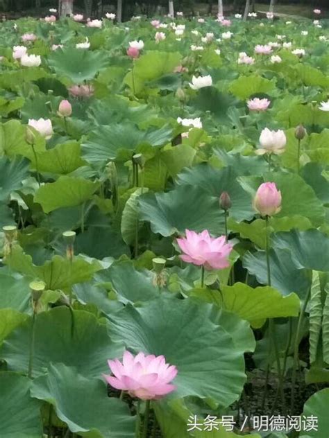 化蓮夢見江南 每日頭條