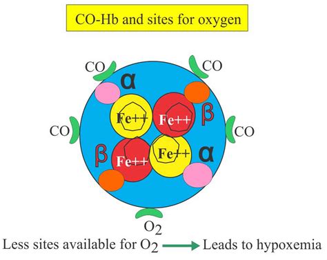 Carboxyhemoglobin Definition Causes Symptoms Test Levels And Treatment