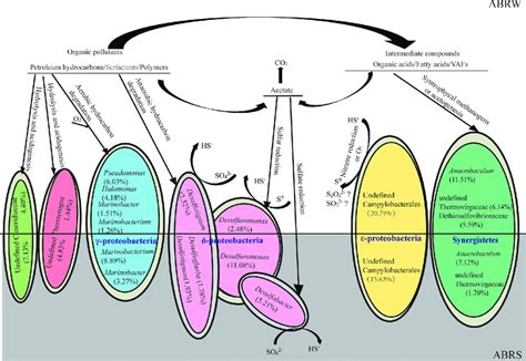 Schematic Diagram Of The Ecosystem Involving Dominant Microbial Download Scientific Diagram