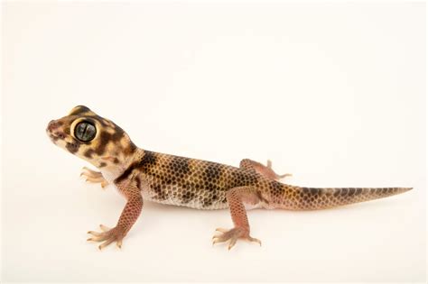 Frog Eyed Or Common Wonder Gecko Teratoscincus Scincus Rustamovi