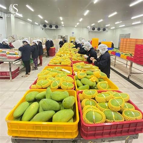 Buy Fresh Mangoes From Sunrise Ins Vietnam