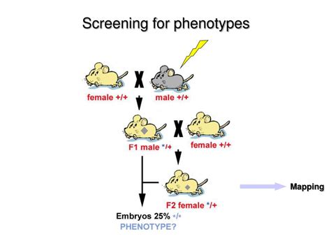 Ppt Mouse Mutagenesis Powerpoint Presentation Free Download Id3294047