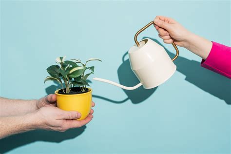 Sustainability In Shopify Ecosystem Woolman