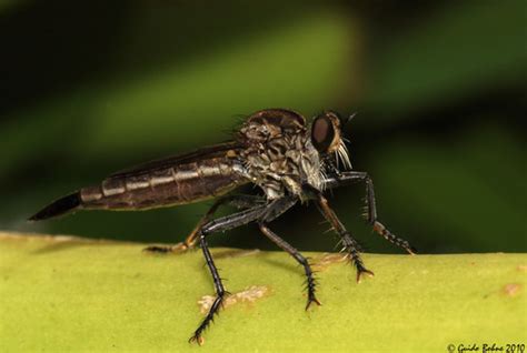 Midterm Insect Id Lab Flashcards Quizlet