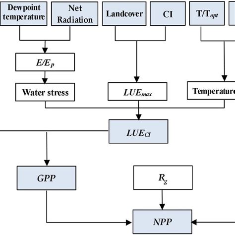Diagram Of GPP And NPP Estimation With The Improved MuSyQ NPP Algorithm Download Scientific