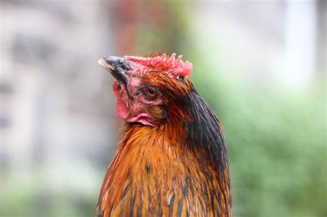 닭 수도꼭지 새 Pixabay의 무료 사진 Pixabay