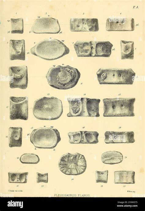 Numbered Fossils Hi Res Stock Photography And Images Alamy