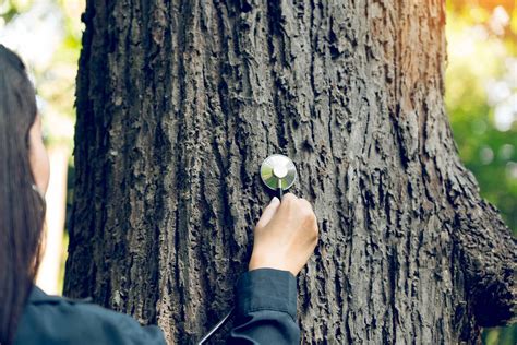 Diagnostic Healthcare Corbo Tree Landscaping