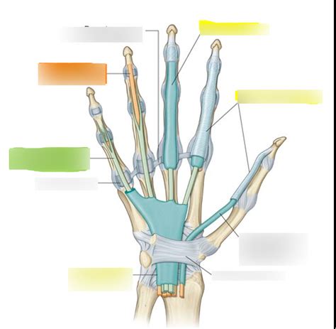 Hand Tendons Sheaths Etc Diagram Quizlet