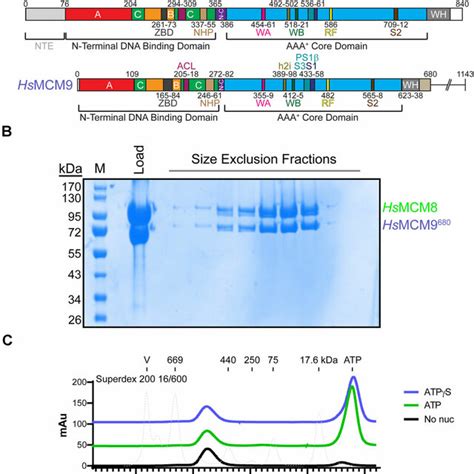 Schema Tic Purifica Tion And Oligomeric State The Hs Mcm8 9 680 Download Scientific Diagram
