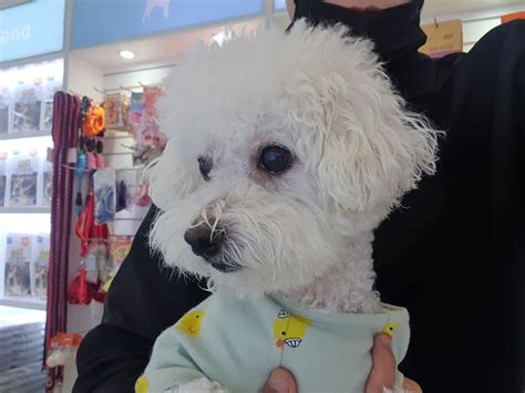 비숑프리제 백군 가정강아지분양 강아지입양 보더콜리 골든리트리버 사모예드 시바견 고양이분양가 시츄 강아지무료분양 유기견무료분양