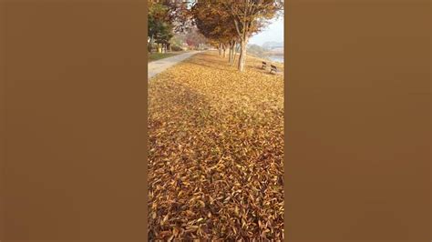 낙엽소리 Youtube