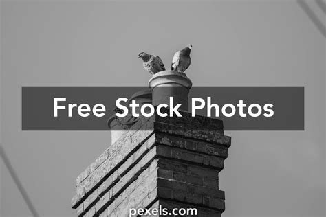 Analogous Structures In Animals Photos Download The Best Free