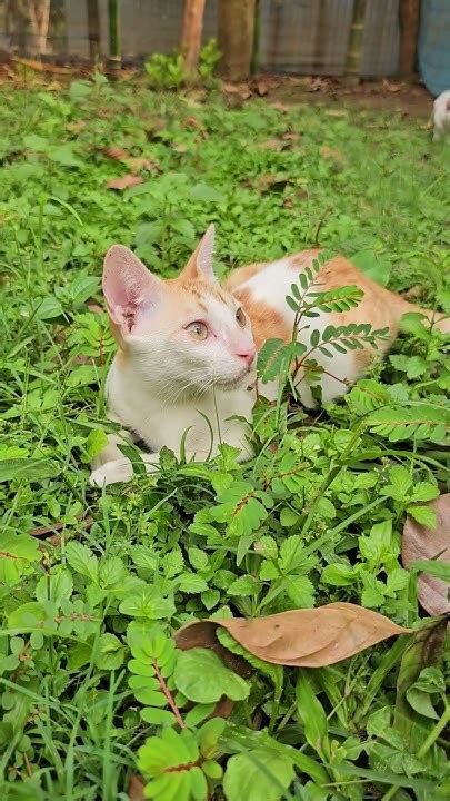 かわいい猫ちゃん Youtube