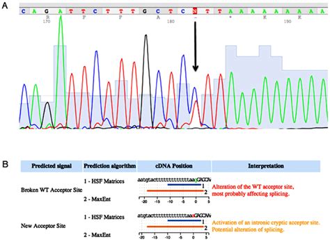A Electropherogram Showing The Novel Mutation Identified In The