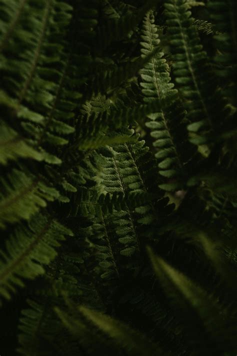 부드러운 빛 속에서 무성한 녹색 양치류 잎의 클로즈업 사진 Unsplash의 무료 식물 이미지