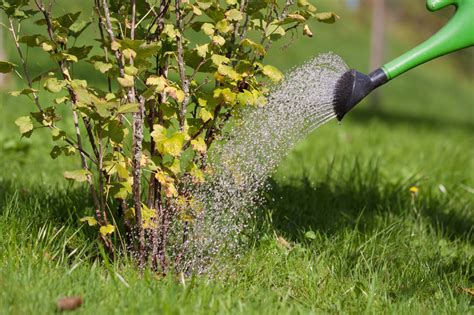 Proper Irrigation For Healthy Trees And Shrubs Alexander Tree Care
