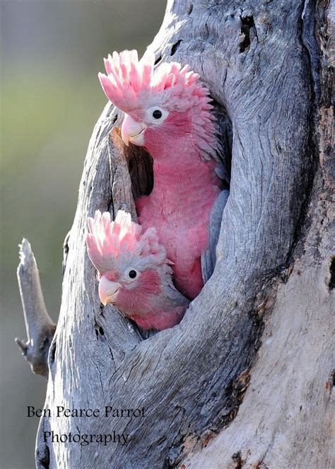 Young Galahs Nature Birds Exotic Birds Beautiful Birds