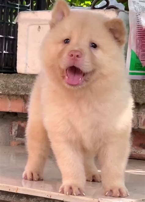 黄土松犬，2个月，公的，正宗的中华田园犬，品相好，聪明，标价就是卖价， 宠物市场 泰无聊论坛