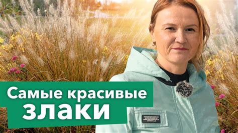 ДЕКОРАТИВНЫЕ ЗЛАКИ: самые красивые виды и сорта, которые точно не ...
