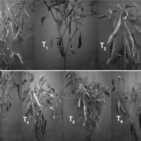 Photographs Show The Effects Of Trichoderma Strains On Suppressing Download Scientific Diagram