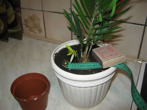 Как ухаживать за цикасом в домашних условиях: краткая инструкция