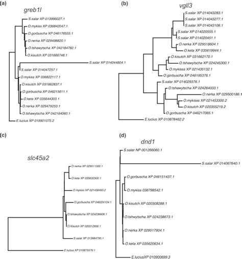 Gene Trees Of The Genes Highlighted As Either Being Involved In Download Scientific Diagram