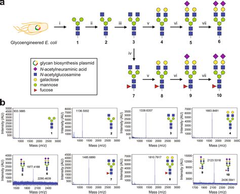Cell Free Construction Of Hybrid And Complex Type N Glycans Using Download Scientific Diagram