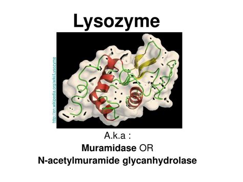 Ppt Lysozyme Powerpoint Presentation Free Download Id3040518
