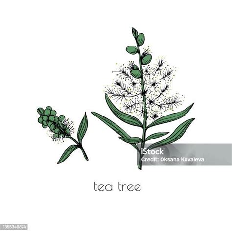 빈티지 스타일의 티 트리 스케치 자연 배경 벡터 격리 윤곽선 색상 도면 라인 아트 수채화에 대한 스톡 벡터 아트 및 기타 이미지 수채화 티트리 오일 개체 그룹