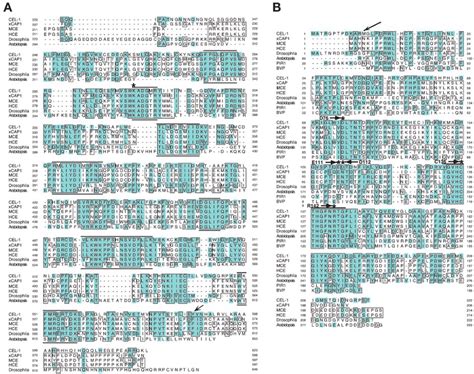 Protein Sequence Alignment Of Cel 1 With Capping Enzymes From Various