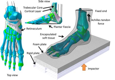 Finite Element Model Of The Foot And Ankle Complex Finite Element Download Scientific Diagram