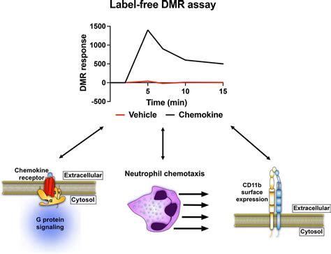 Label Free Dynamic Mass Redistribution Assay To Characterize Holistic