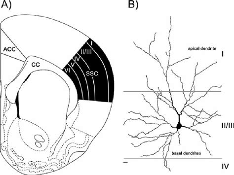 A Schematic Drawing Of A Coronal Section Through The Rat Prefrontal Download Scientific