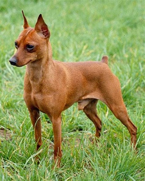 Mini Doberman Pinscher With Uncropped Ears