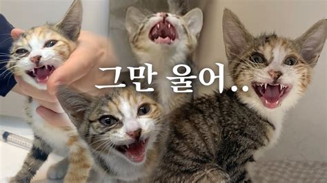 다 울었니 이제 할 일을 하자💦 울보 고양이 다람이의 적응기 Youtube