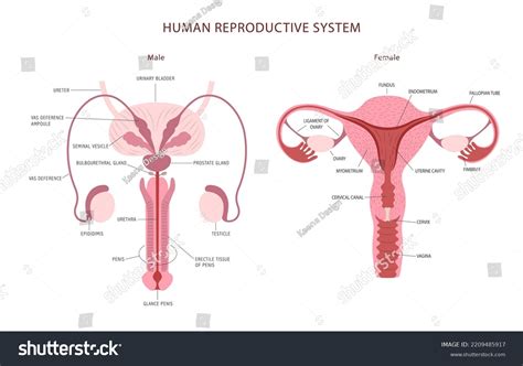 Myometrium Side View