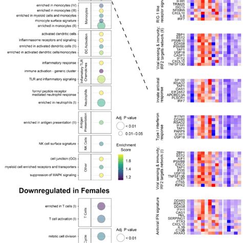 Gene Expression Responses To Hsv529 Show Associations With Sex In Download Scientific Diagram