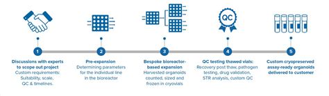 3d ready custom organoid expansion service get reproducible assay