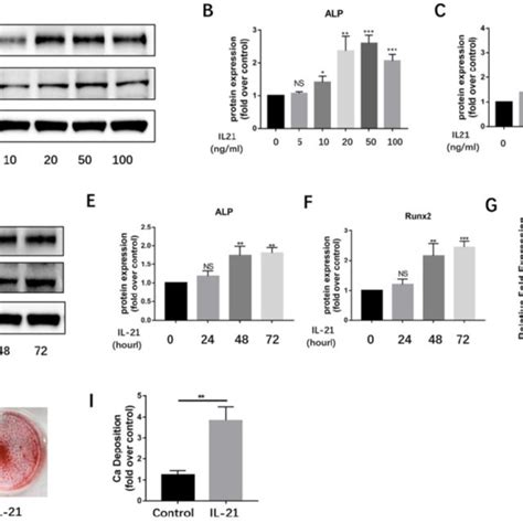 Il 21 Protein Induces Osteoblastic Differentiation Of Aortic Valve Download Scientific Diagram