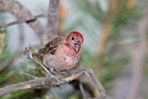 Cassins Finch Carpodacus Cassinii