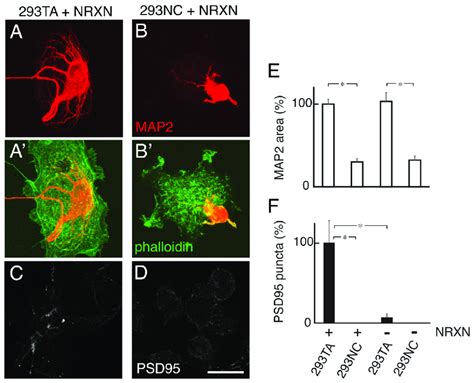 Cdh2 Supports Dendritic Branches Neurexin Nrxn Dependent Download Scientific Diagram