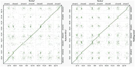 The Red Raspberry Genome Assemblies Of Autumn Bliss And Malling Download Scientific Diagram