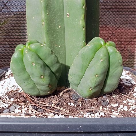 Trichocereus Scopulicola Live Plant Freaky Cacti