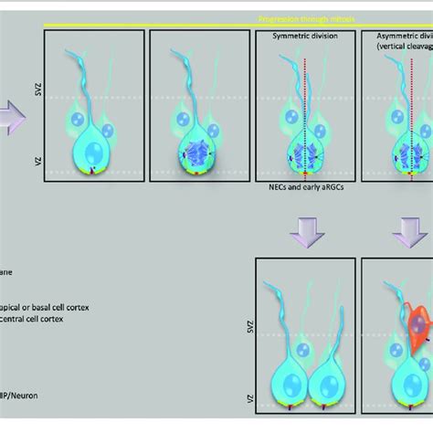 Cell Biological Features Of Apical Progenitors And Their Various