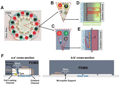 8 Illustration Of The Radial Microfluidic Device And Cell Migration Download Scientific