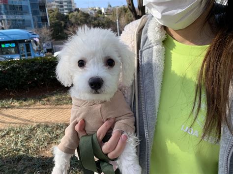 비숑프리제 순둥이 강아지 책임분양 ♥ 아이조아 유기방지입양 파양 강아지보호소 고양이보호소 무료분양센터