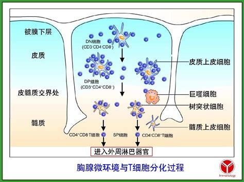 T淋巴细胞 Word文档在线阅读与下载 无忧文档