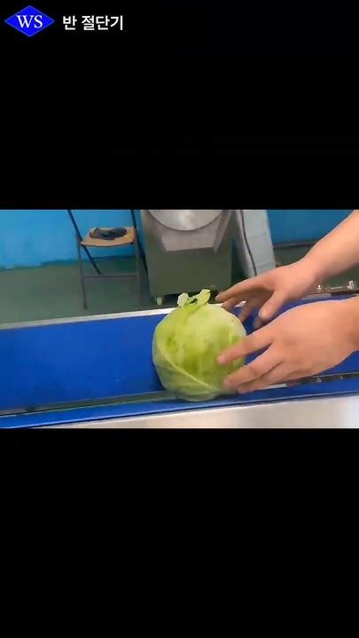 우성테크 절반 커팅기 산업용기계 양배추 대용량 전문 작업 채소 김치 반 절단기 과일 가공 공장 아보카도 토마토 호박 분할 컨베이어 대형 기계 고속 고구마 딸기 고추